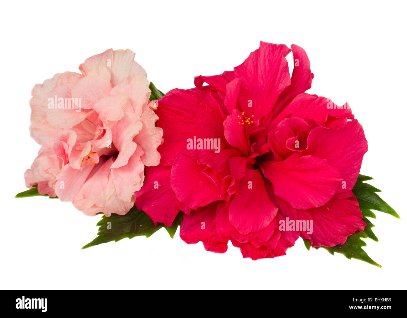 border of colorful hibiscus flowers Stock Photo - Alamy