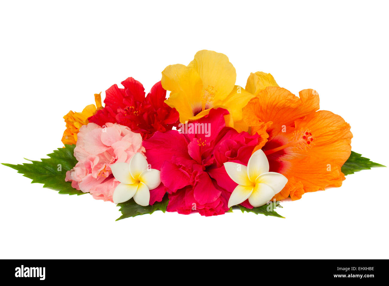 pile of colorful hibiscus flowers Stock Photo - Alamy