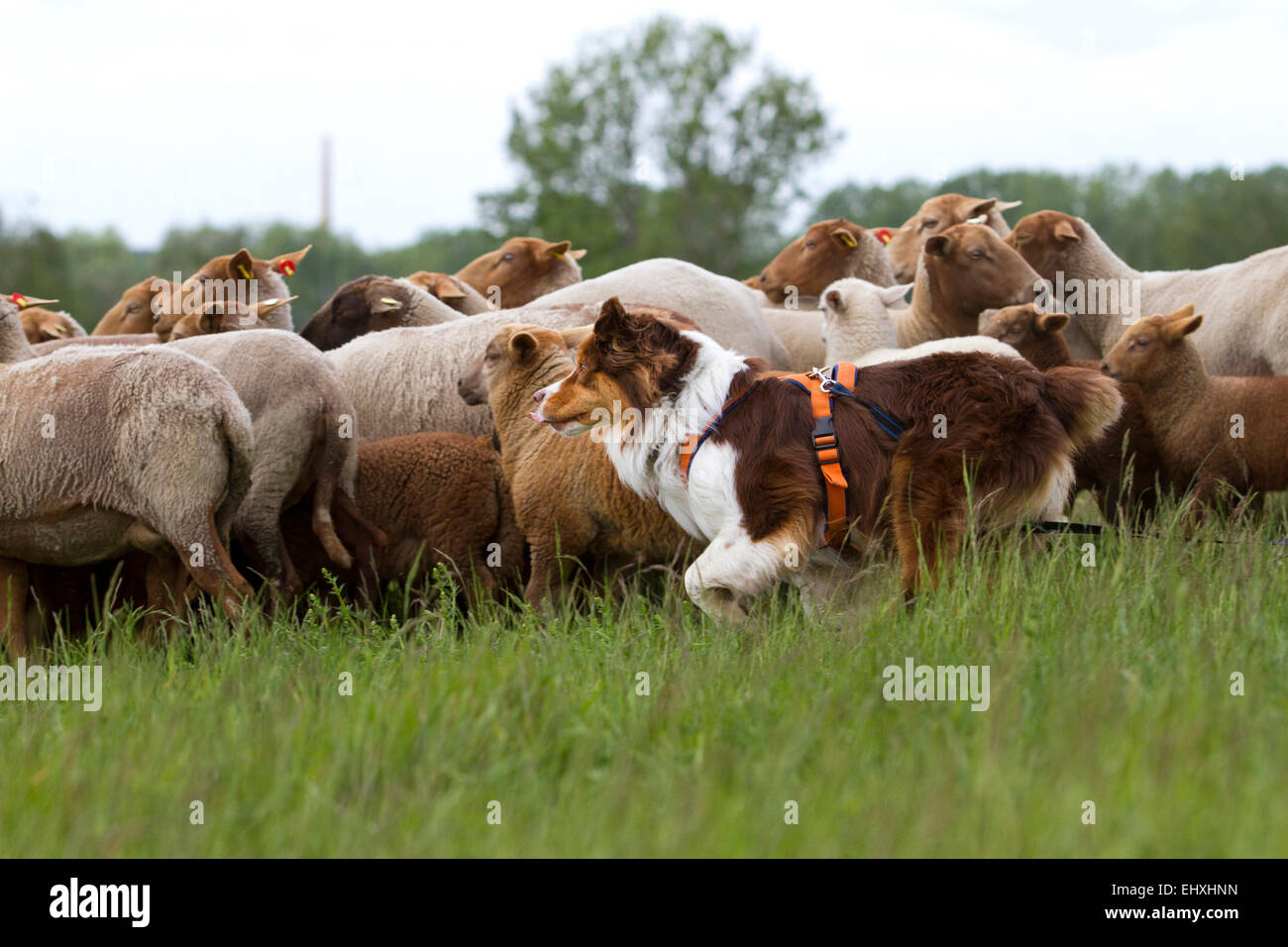 Australian Shepherd Adult dog tending sheep Germany Stock Photo - Alamy