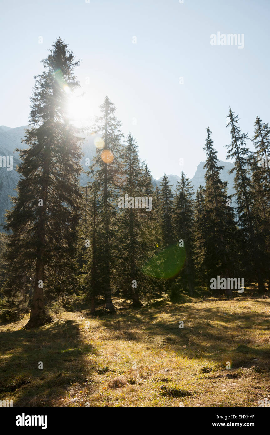 Sun shining through spruce tree hi-res stock photography and images - Alamy