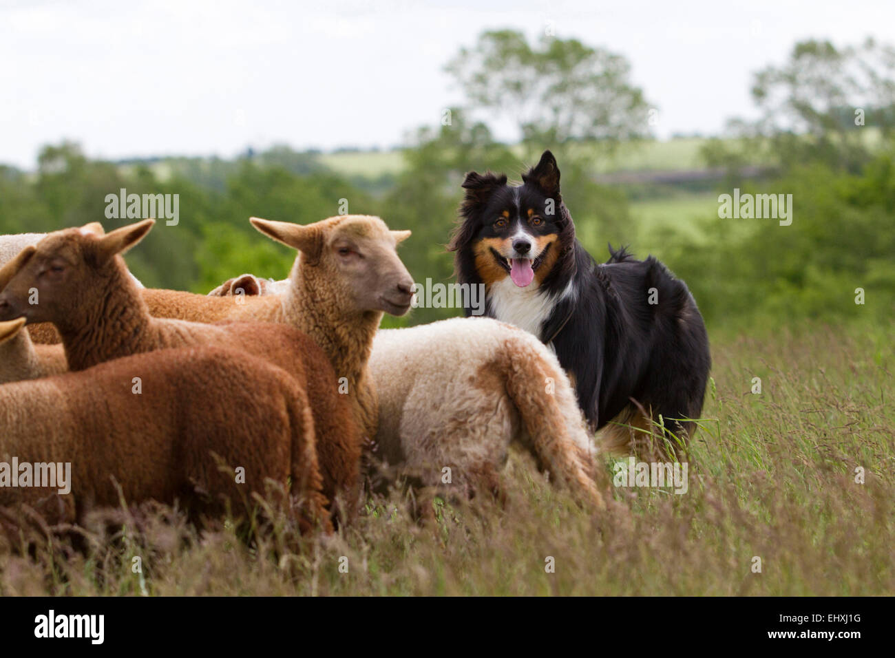 Australian Shepherd Adult dog tending sheep Germany Stock Photo - Alamy
