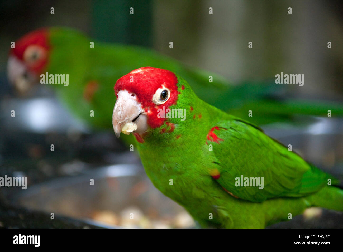 Parrot(Red-masked parakeet) feeding food, South Africa Stock Photo - Alamy