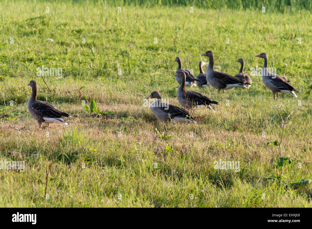 Greylag geese in a field near Svendborg, Denmark. Focus on the goose in ...
