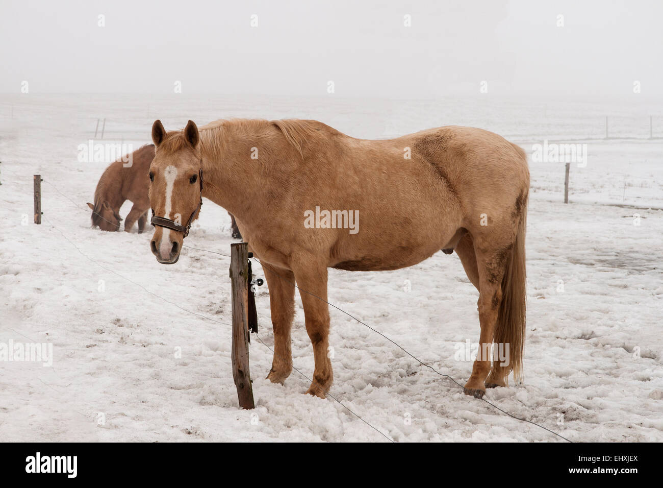Foggy day in denmark hi-res stock photography and images - Alamy
