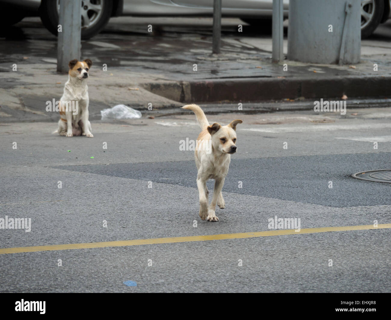 Two stray dogs on the streets of a city Stock Photo - Alamy