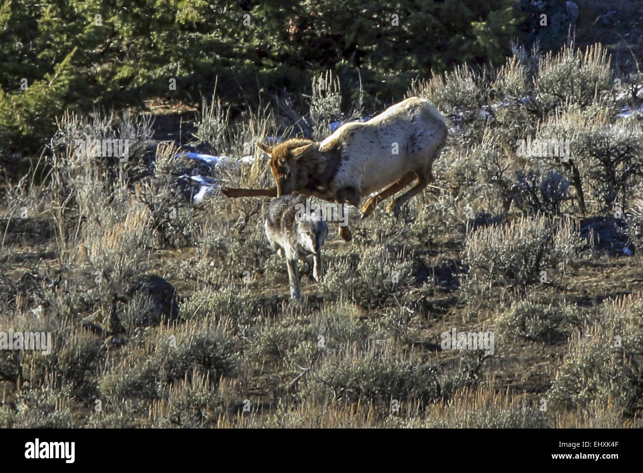 March 10, 2015 - Alpha male 712M of the Canyon pack attacks an elk in ...
