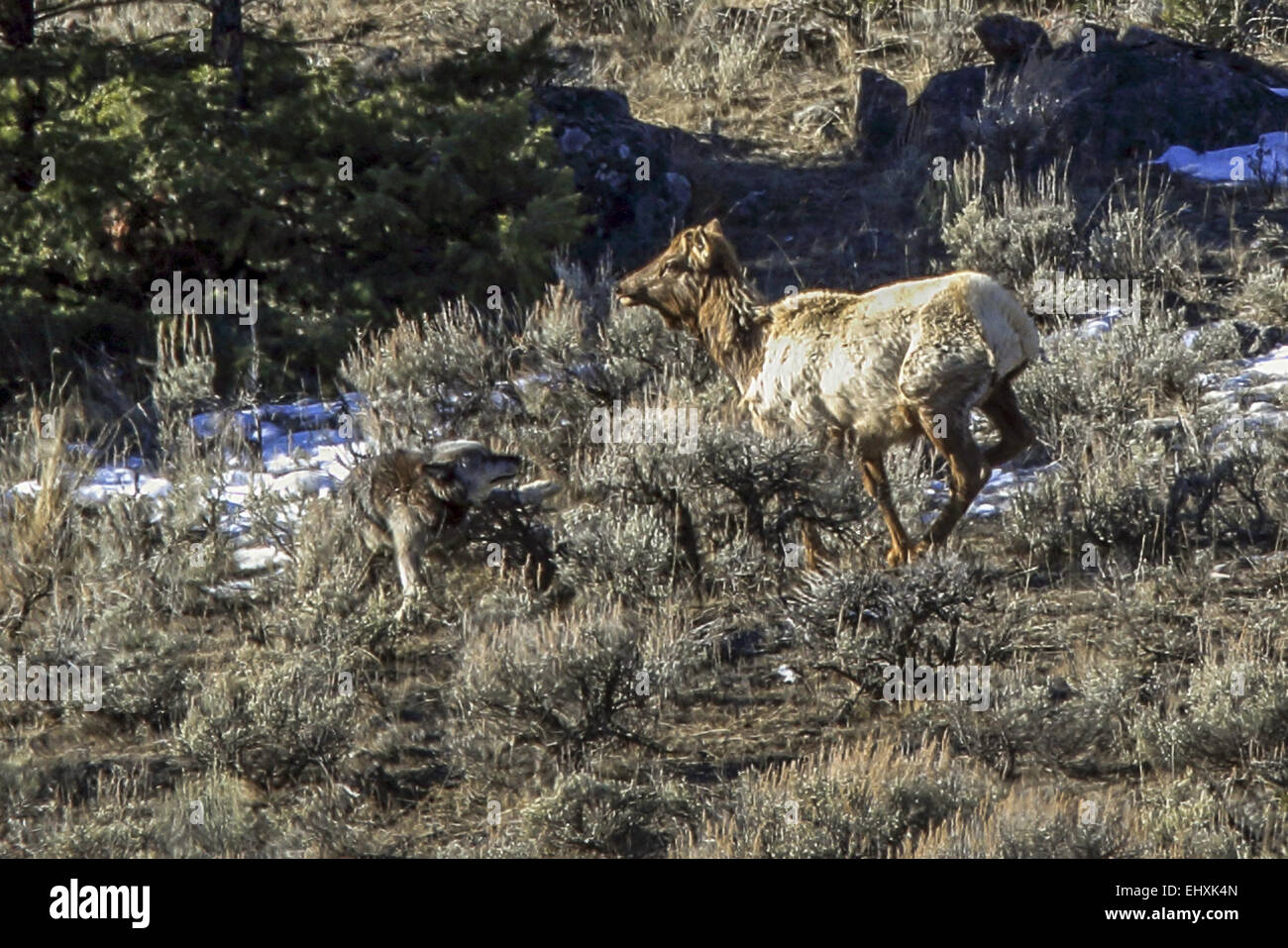 Elk yellowstone wolves hi-res stock photography and images - Alamy