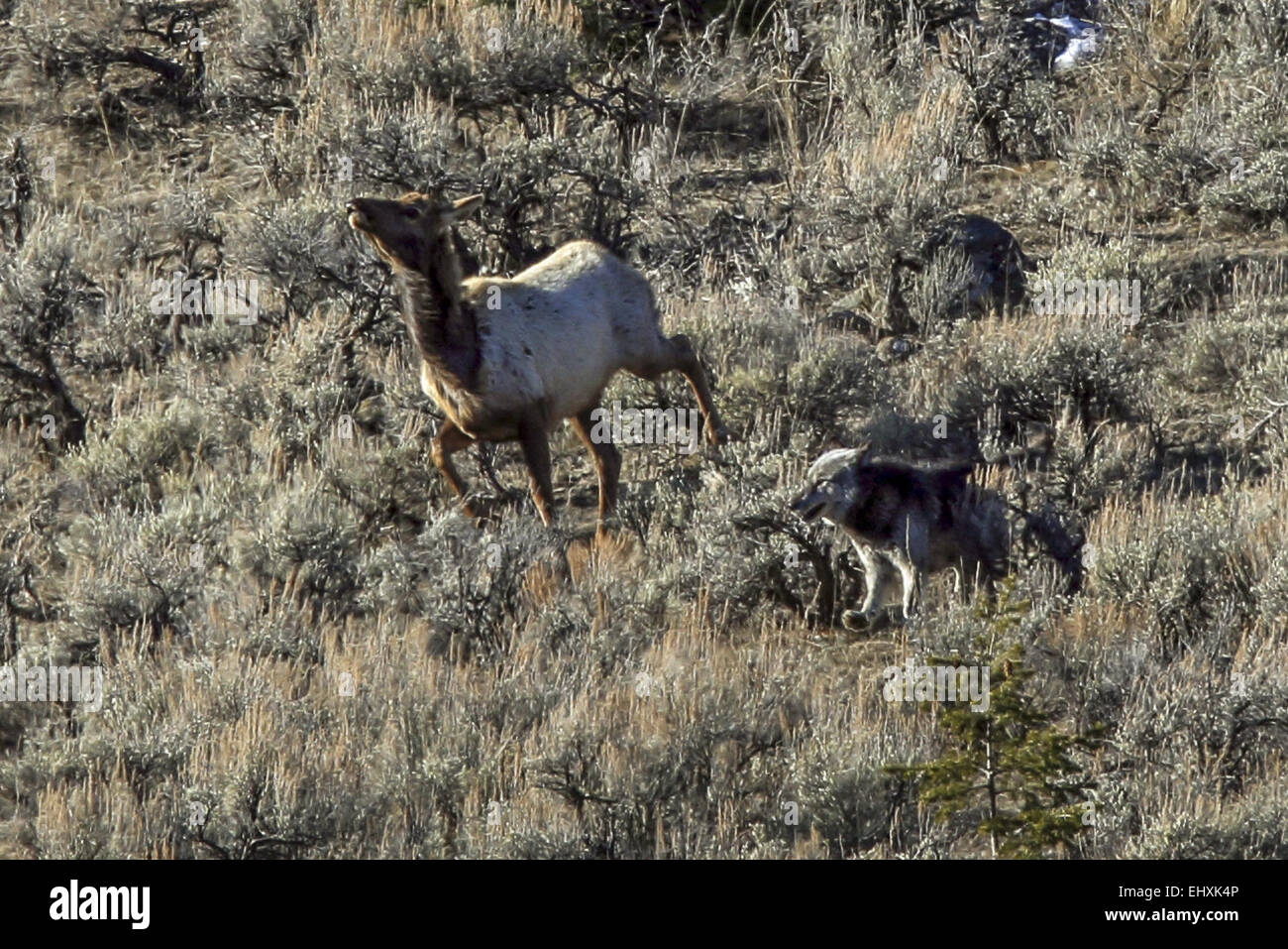 Grey wolf conservation yellowstone hi-res stock photography and images ...