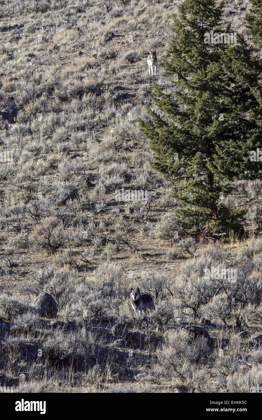 Grey wolf conservation yellowstone hi-res stock photography and images ...