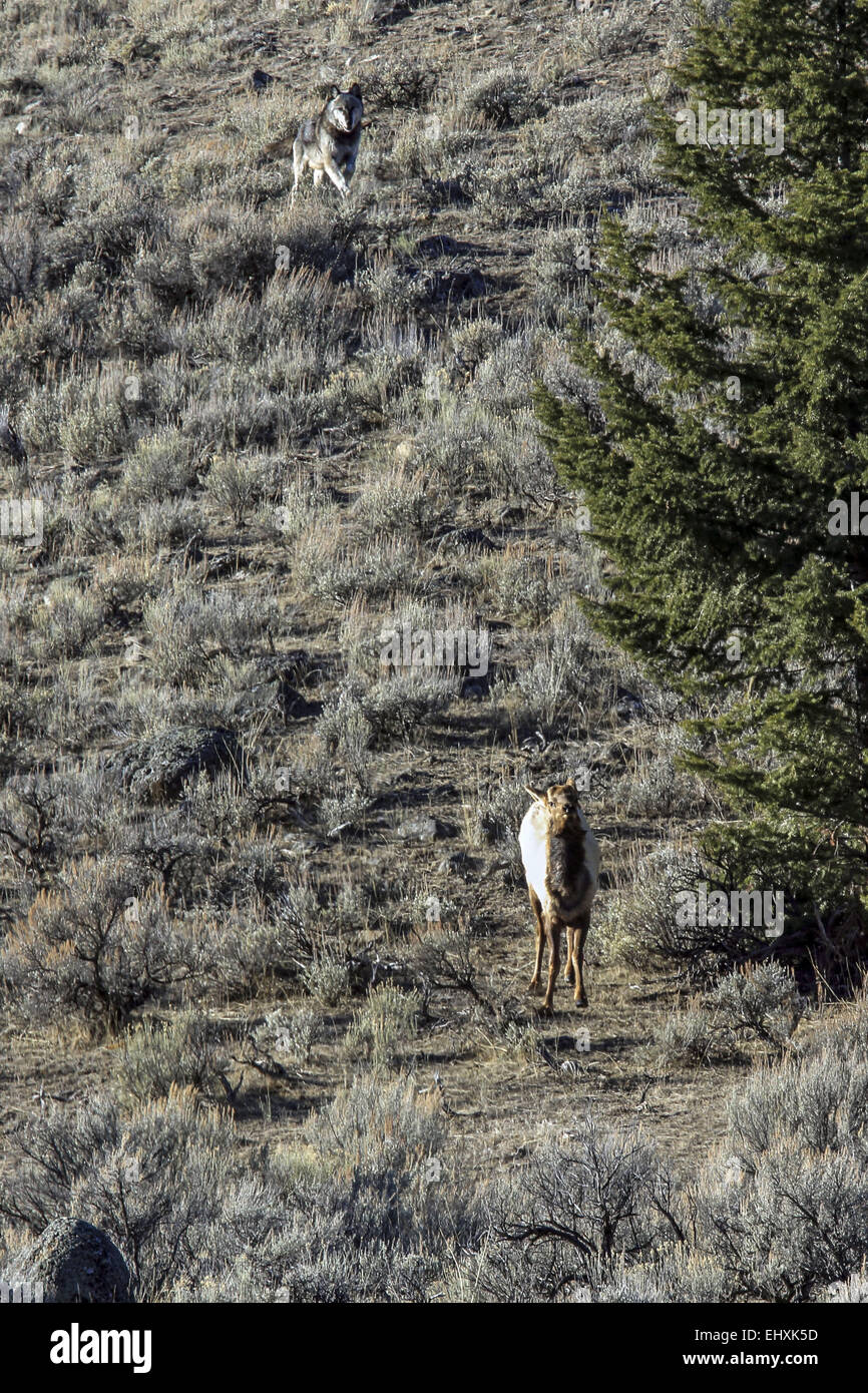 Lobo alpha hi-res stock photography and images - Alamy