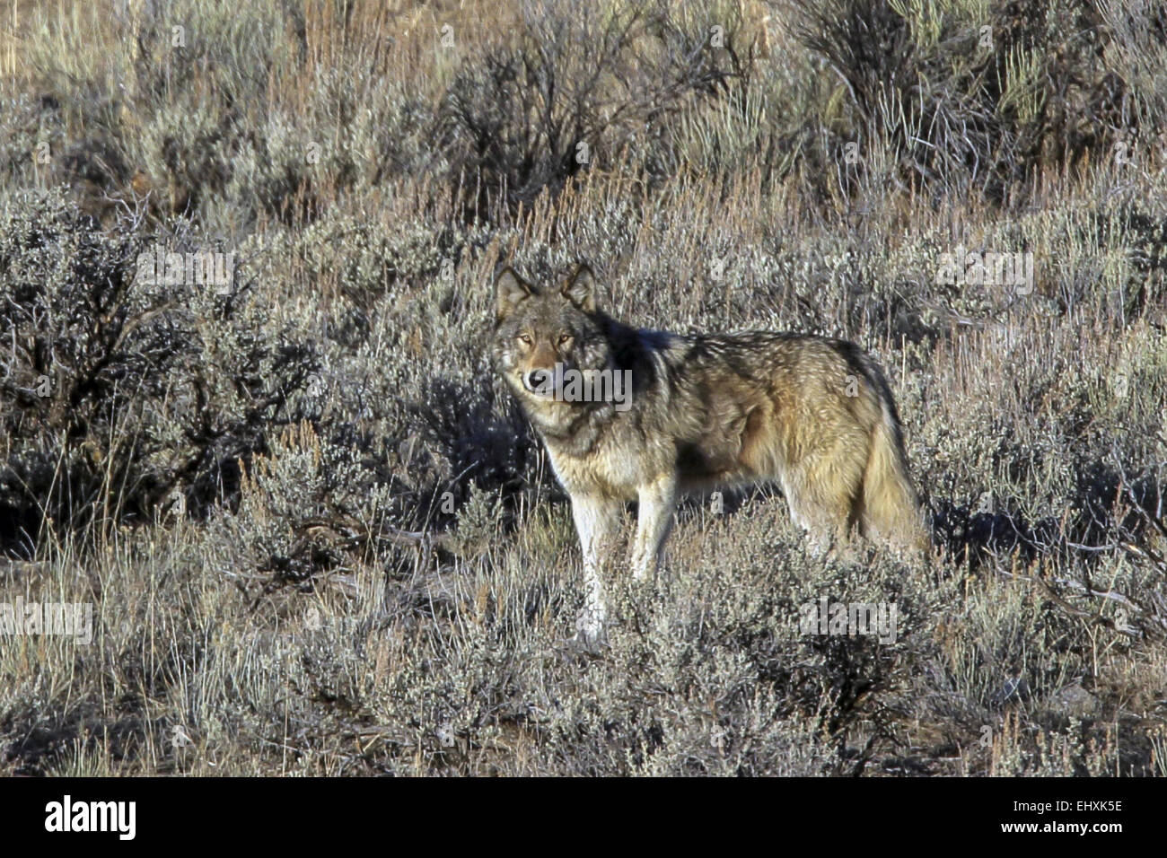 Yellowstone wolf elk hi-res stock photography and images - Alamy
