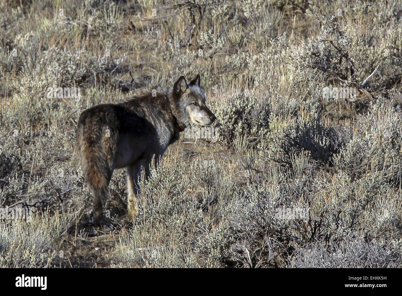 Elk yellowstone wolves hi-res stock photography and images - Alamy