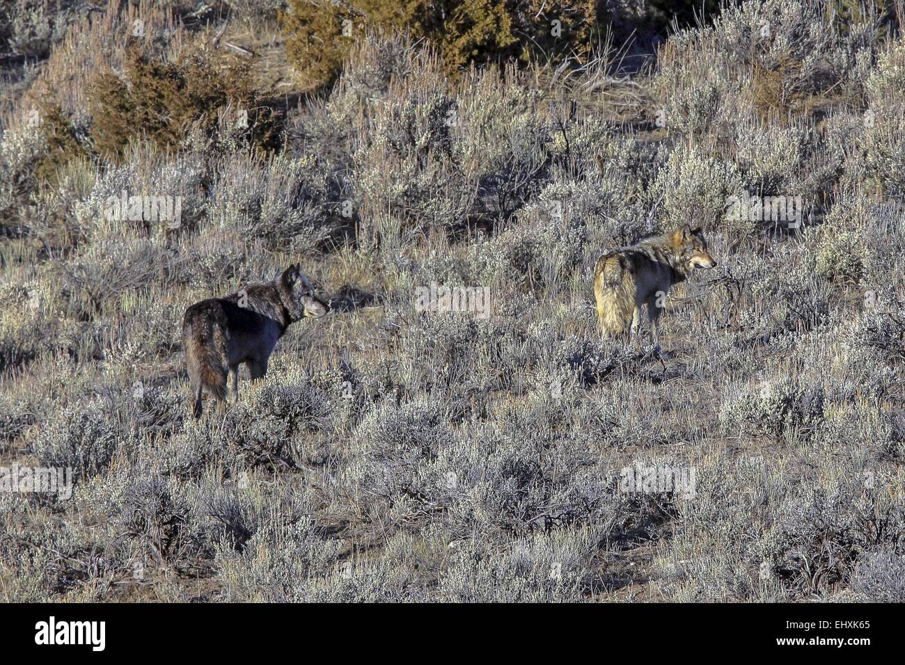 Grey wolf conservation yellowstone hi-res stock photography and images ...