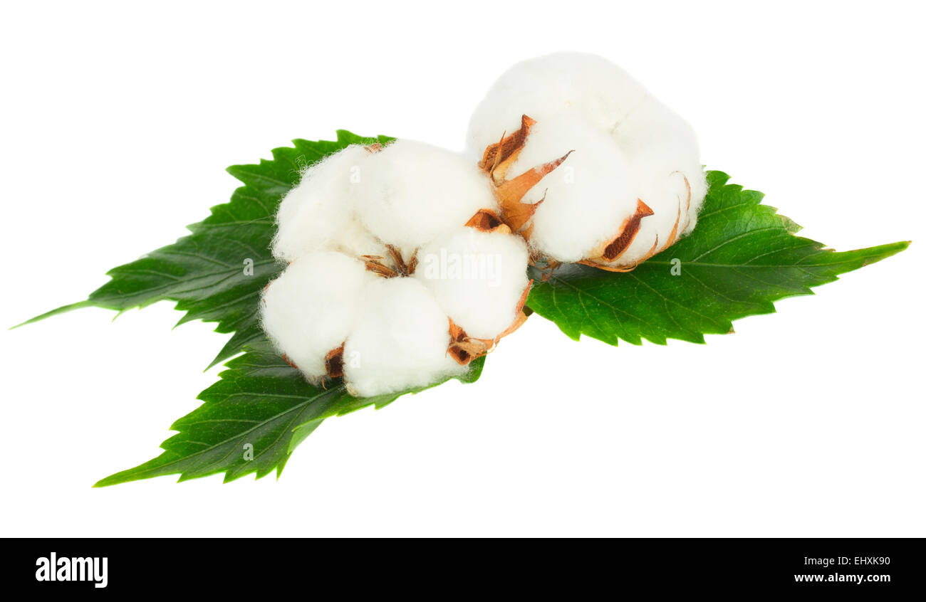 Two cotton plant buds Stock Photo - Alamy