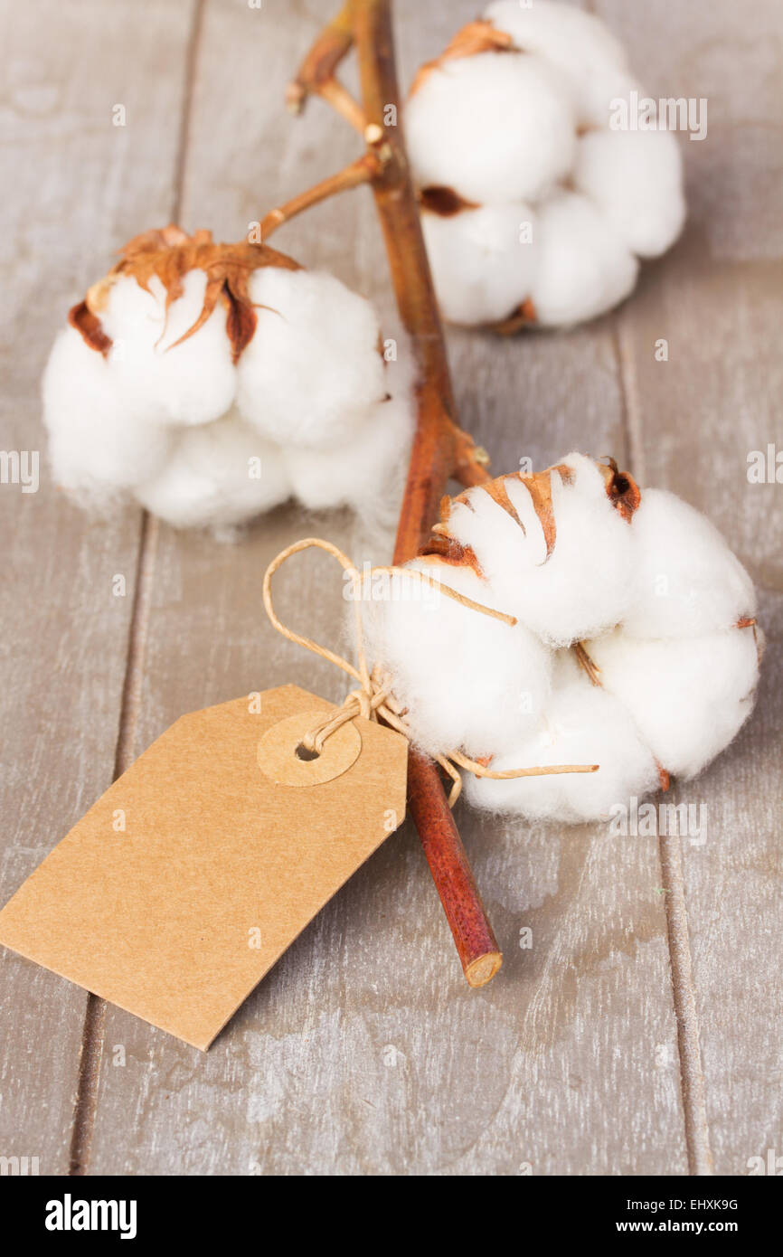 Cotton plant bud Stock Photo - Alamy