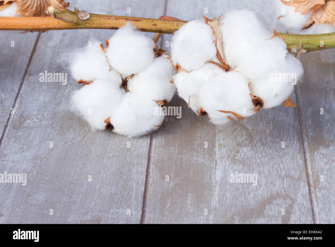 Cotton plant bud Stock Photo - Alamy