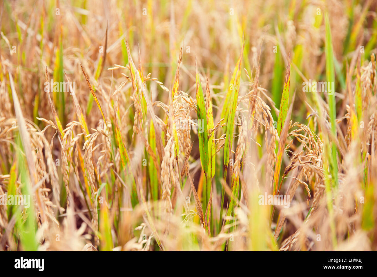 Indonesia, Bali, close-up of rice in field Stock Photo - Alamy