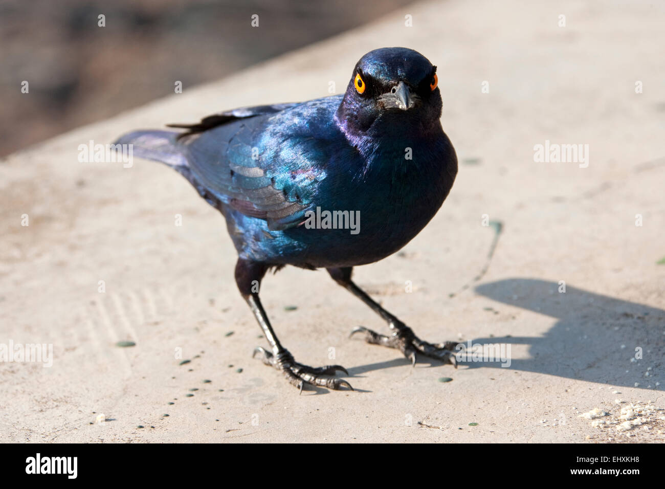 Cape starling (Lamprotornis nitens) perching, South Africa Stock Photo ...