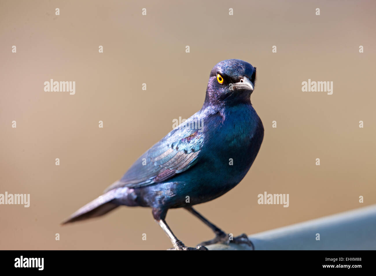 Cape starling (Lamprotornis nitens) perching, South Africa Stock Photo ...