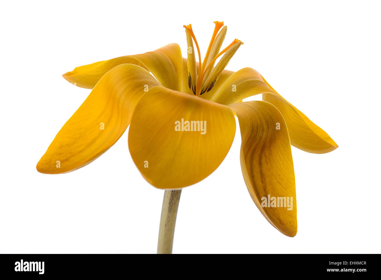 Yellow crocus hi-res stock photography and images - Alamy