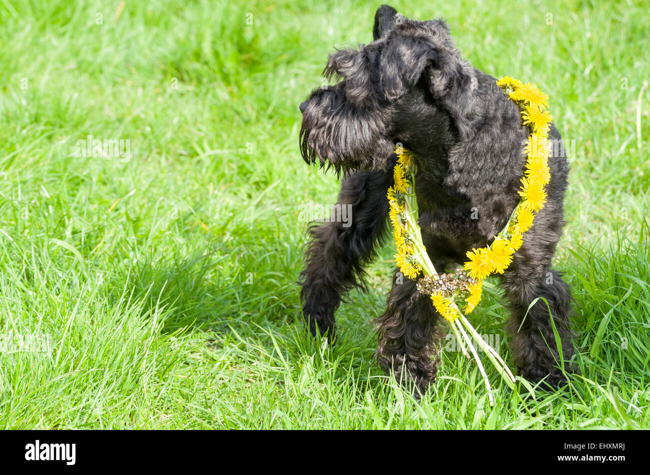 Decorated Black Miniature Schnauzer Dog Standing on Grass Stock Photo ...
