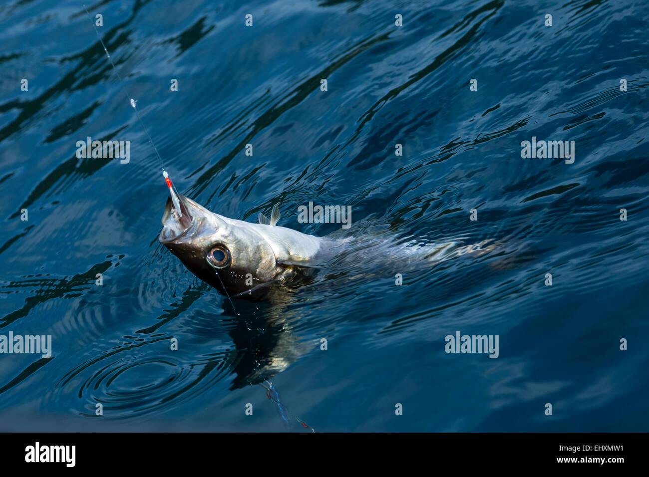 Norway, pollock on fishhook Stock Photo - Alamy