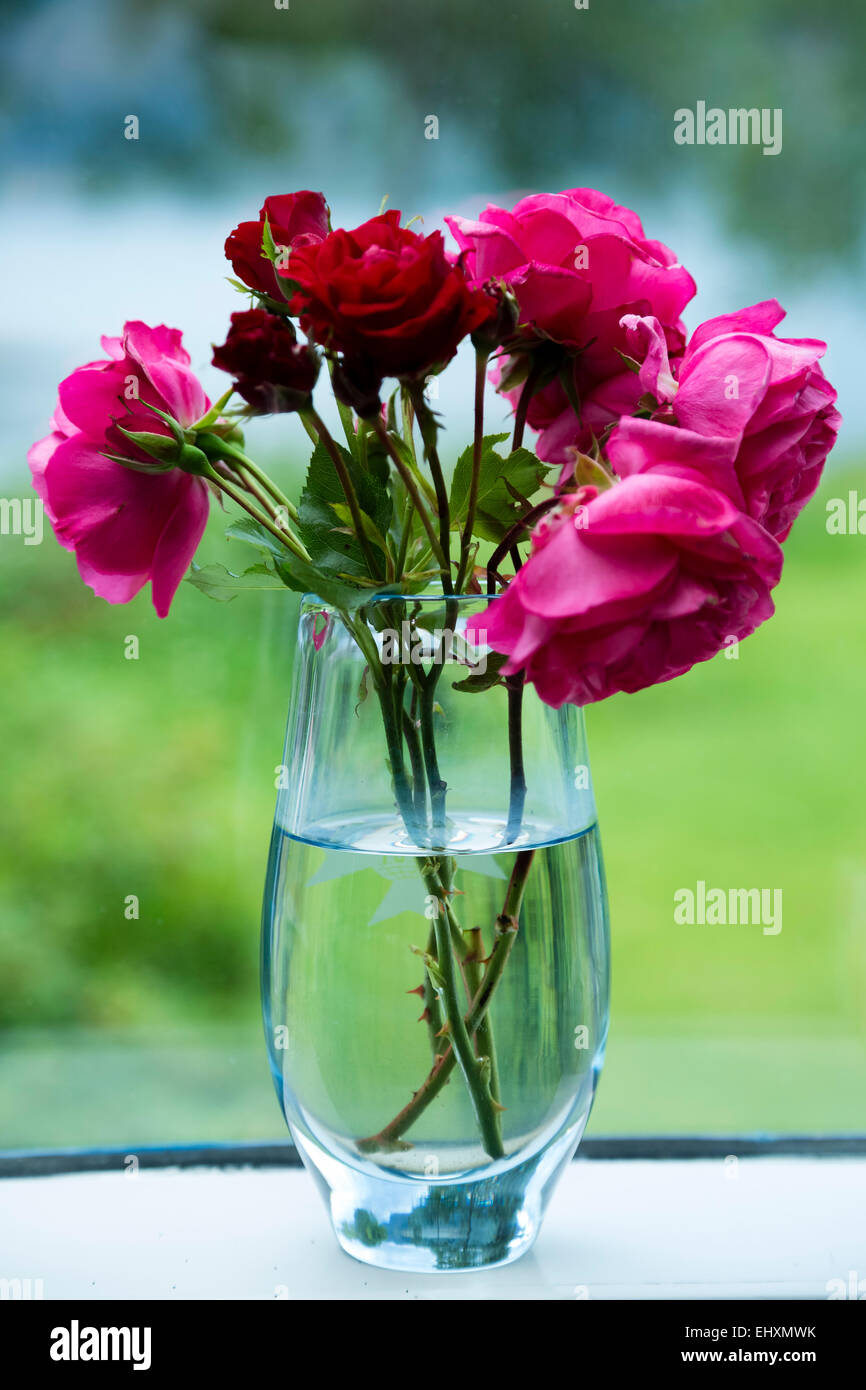 Roses in vase Stock Photo - Alamy