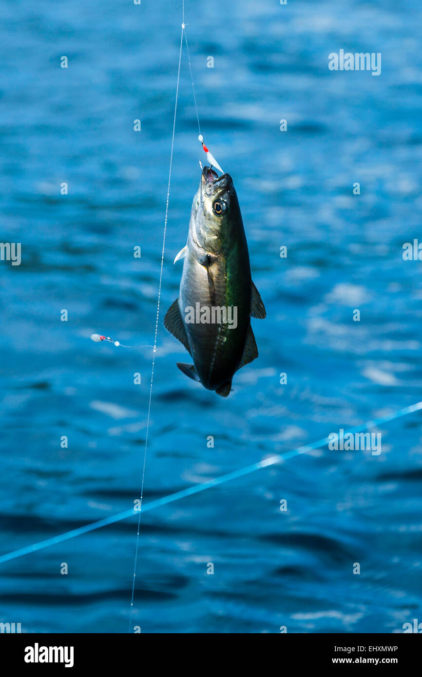 Norway, pollock on fishhook Stock Photo - Alamy