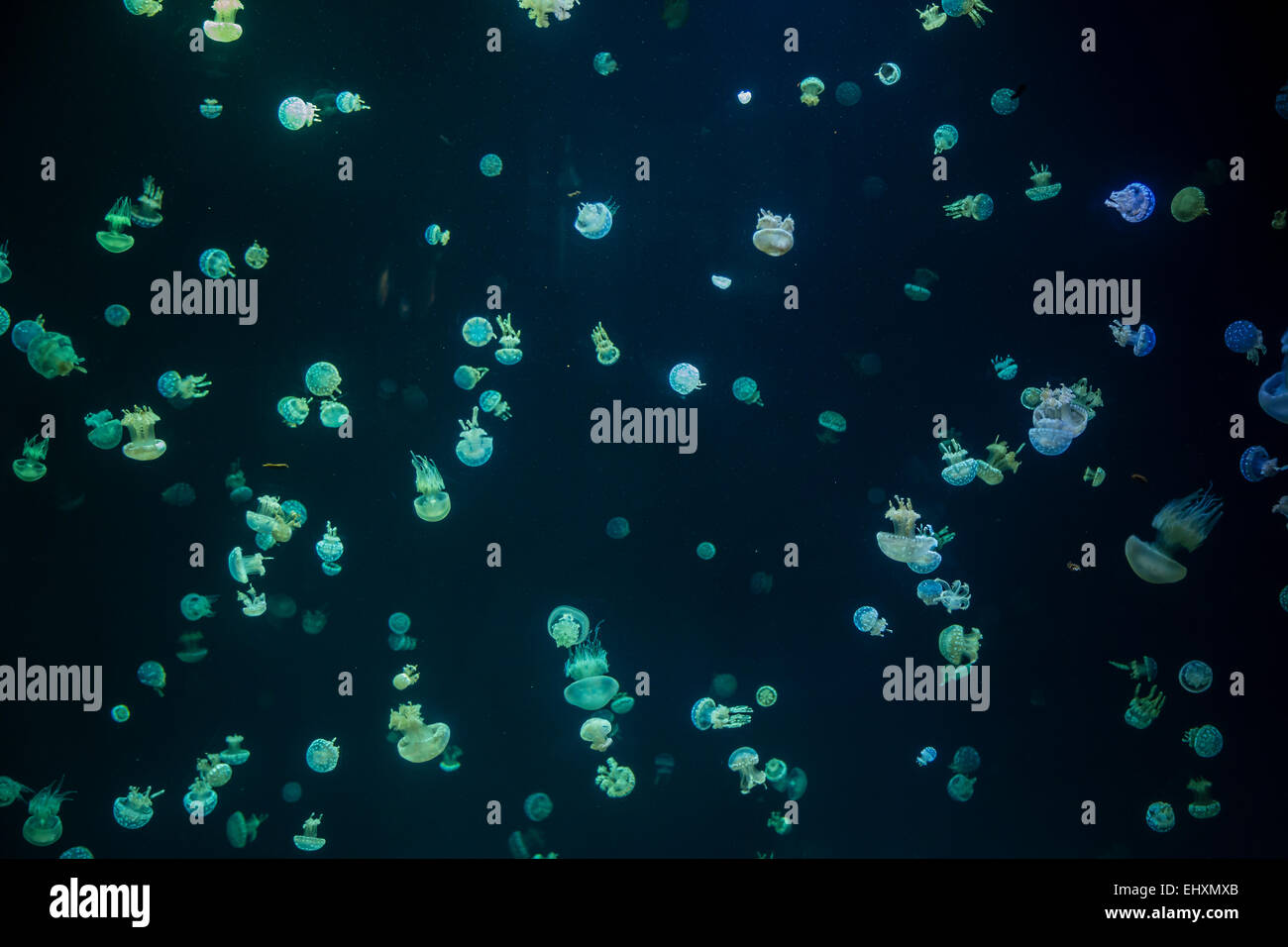 Canada, Vancouver Aquarium, Jellyfish Stock Photo - Alamy