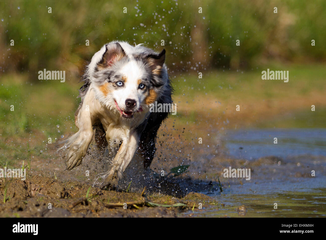 Australian Shepherd blue merle Adult dog running through muddy water ...