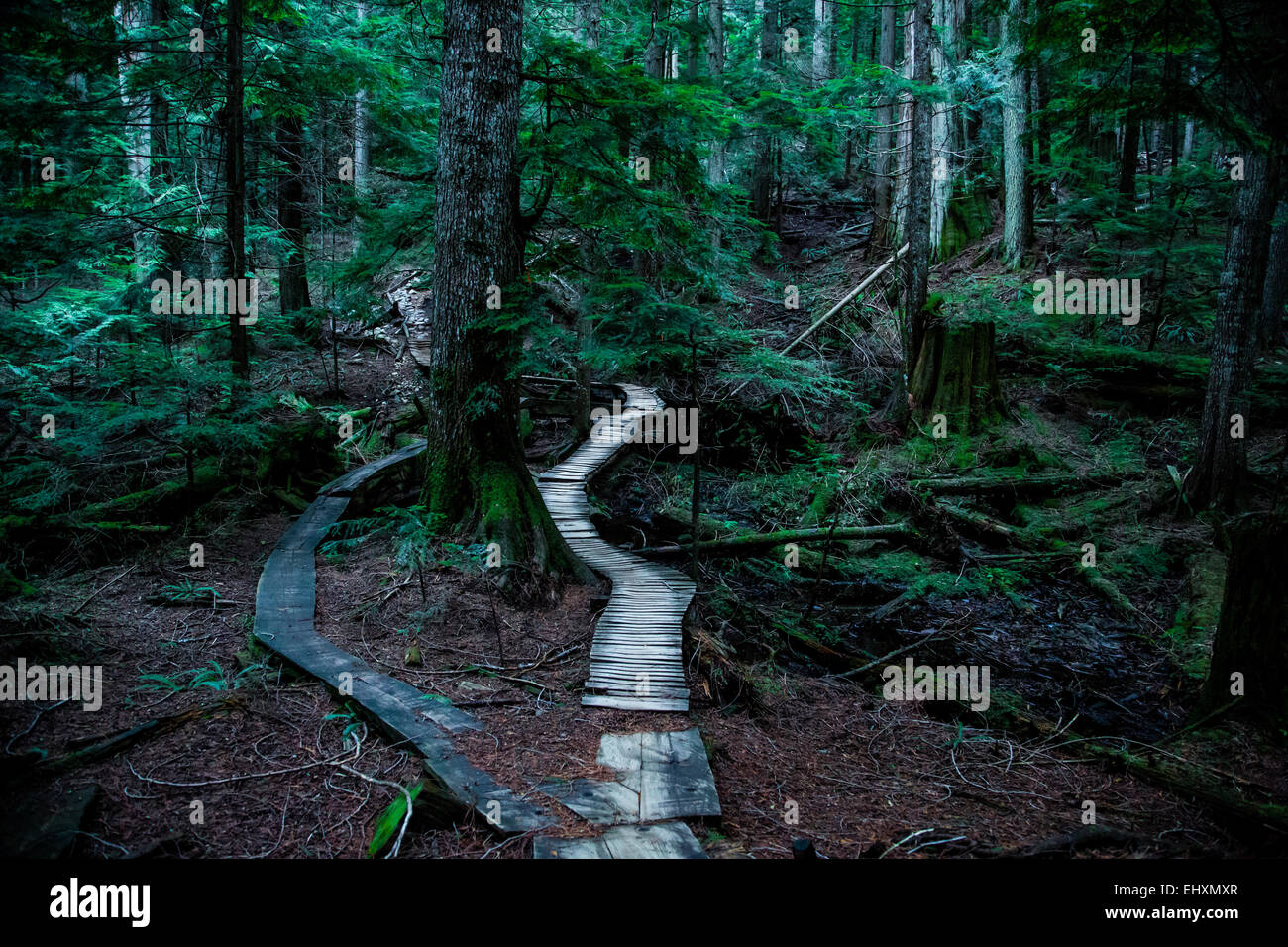 Canada north vancouver forrest trail hi-res stock photography and ...