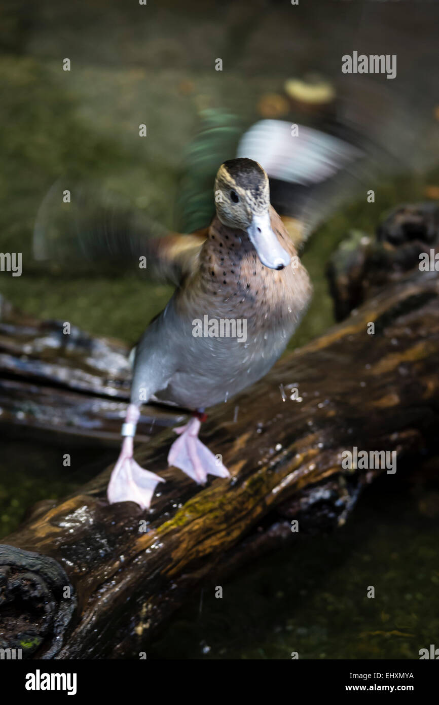 Canada, Vancouver Aquarium, Wet duck shaking feathers Stock Photo - Alamy
