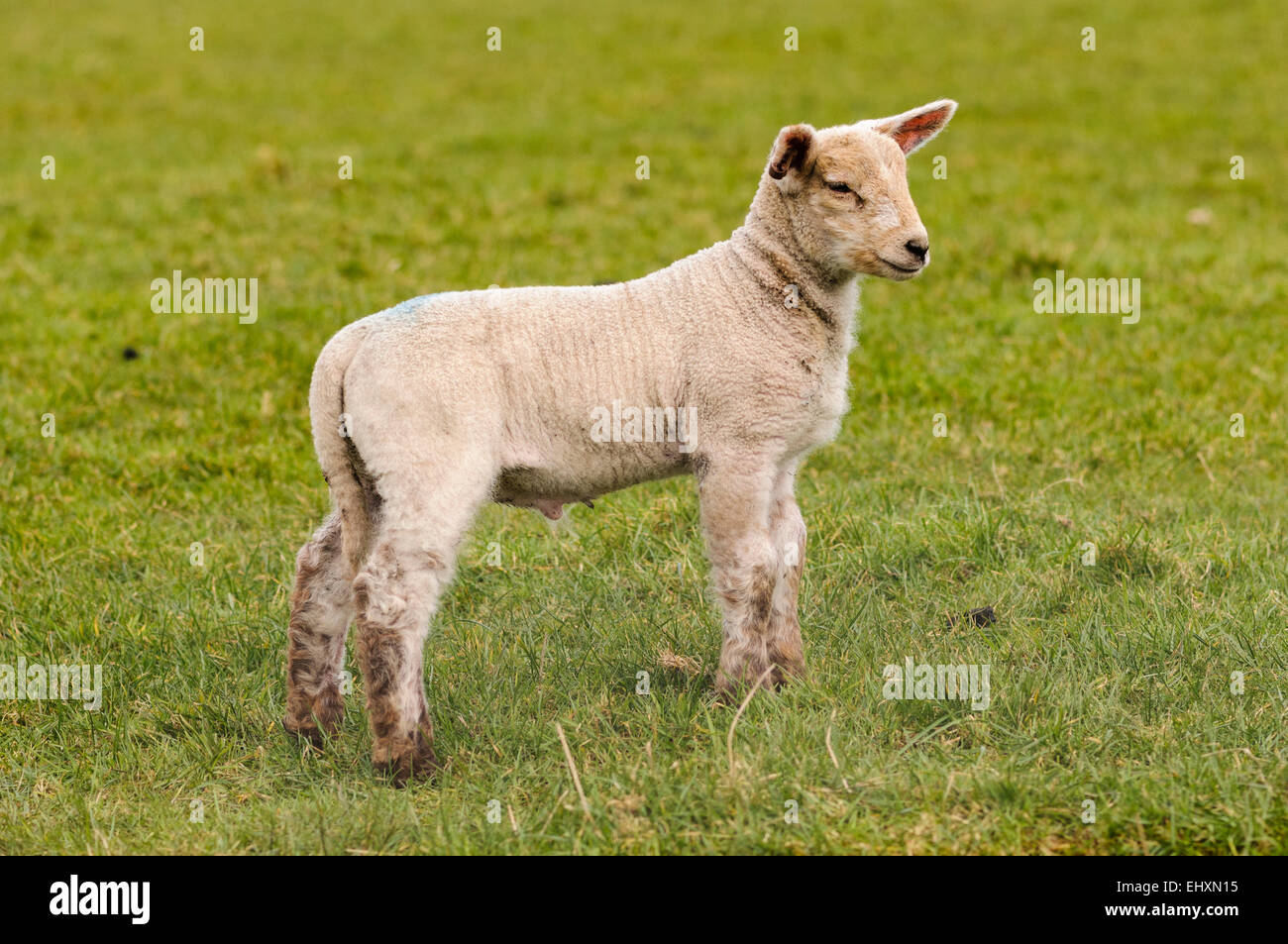 Spring born animals hi-res stock photography and images - Alamy