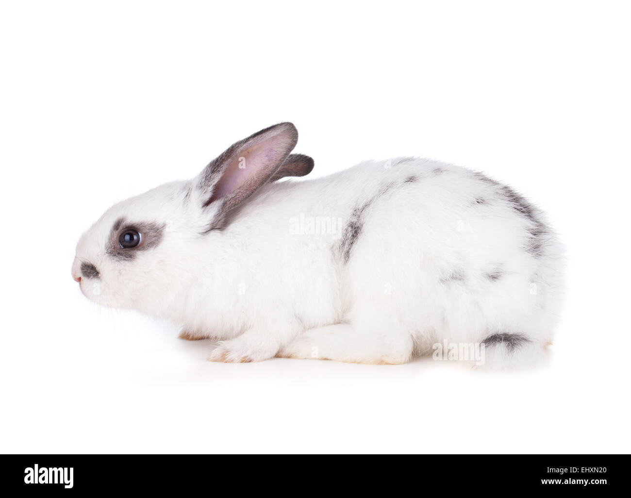 Small rabbit. Isolated on white background Stock Photo - Alamy