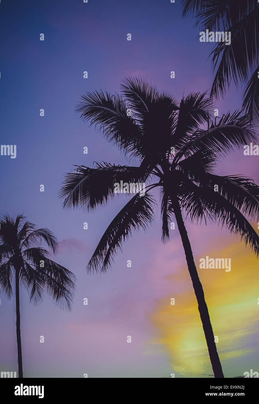 Retro sun palm trees hi-res stock photography and images - Alamy