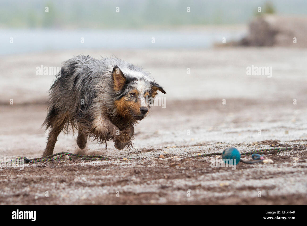 Australian Shepherd blue merle Dirty adult dog running towards ball ...