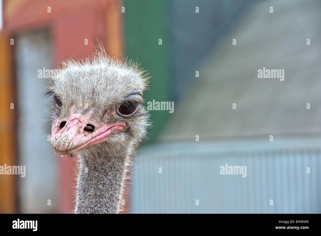 Curious ostrich expression hi-res stock photography and images - Alamy
