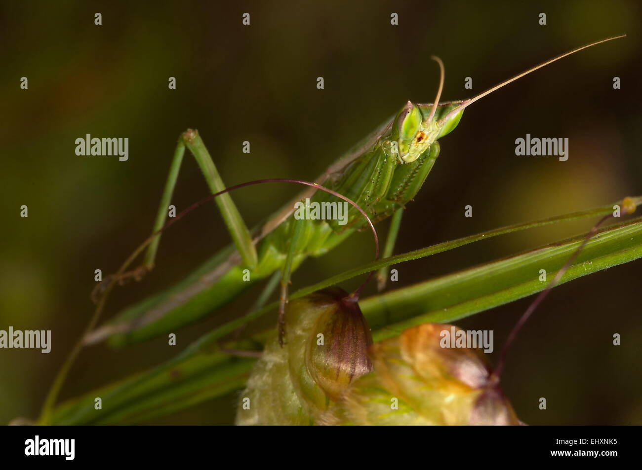 Apteromantis aptera hi-res stock photography and images - Alamy