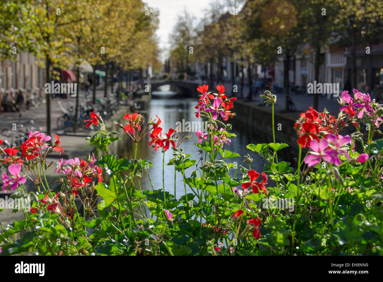 Flowers in pretty boxes with a canalside scene in the background in th ...