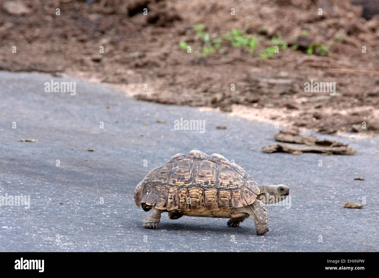 Tortoise (Testudinidae) walks slowly across the street, South Africa ...