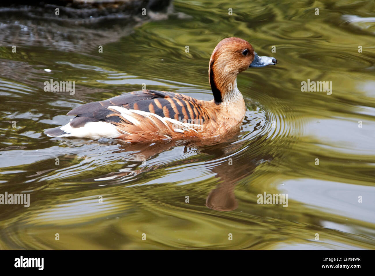 Fulvous Whistling Duck (Dendrocygna bicolor) in pond, South Africa ...