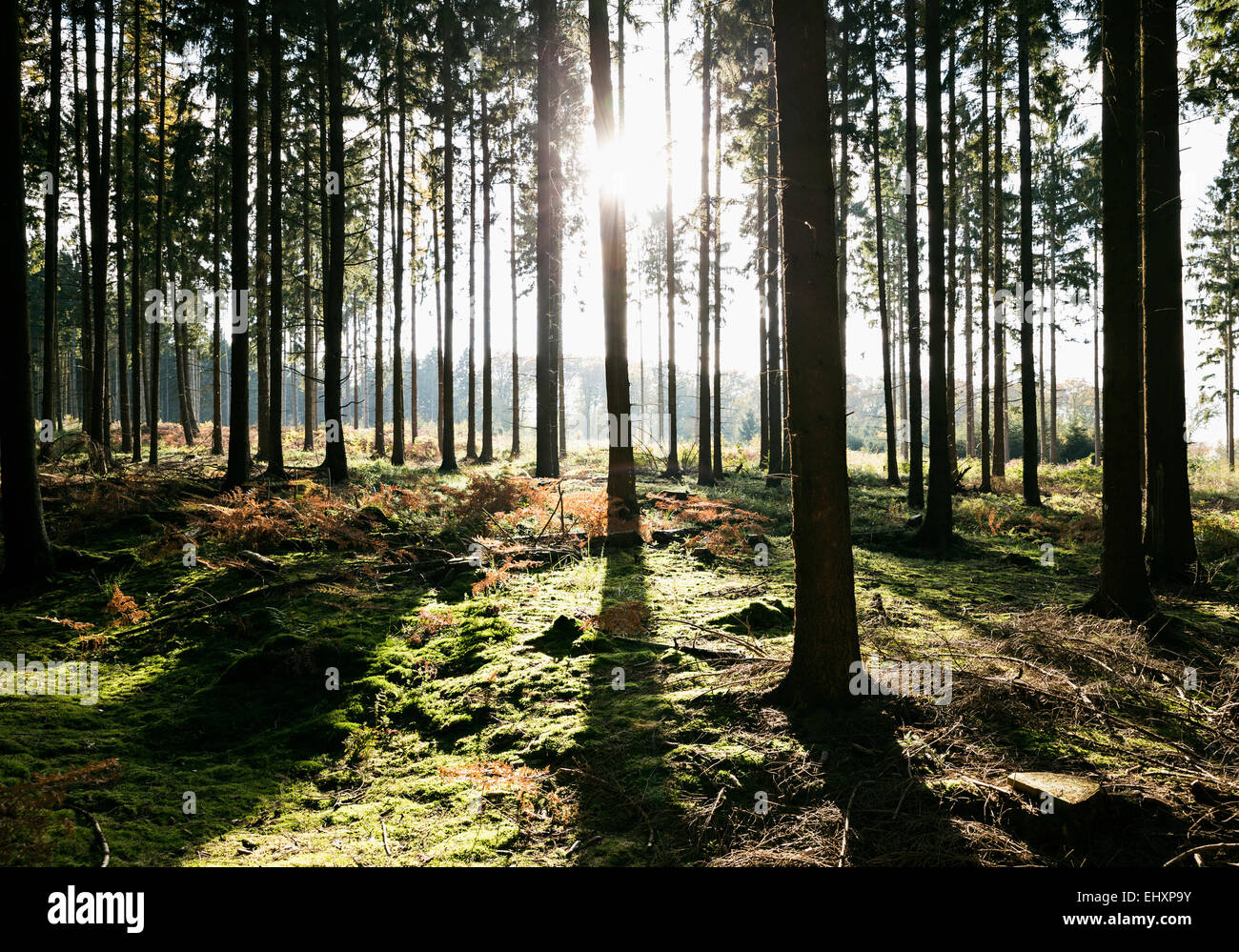 Germany, forest in backlight Stock Photo - Alamy