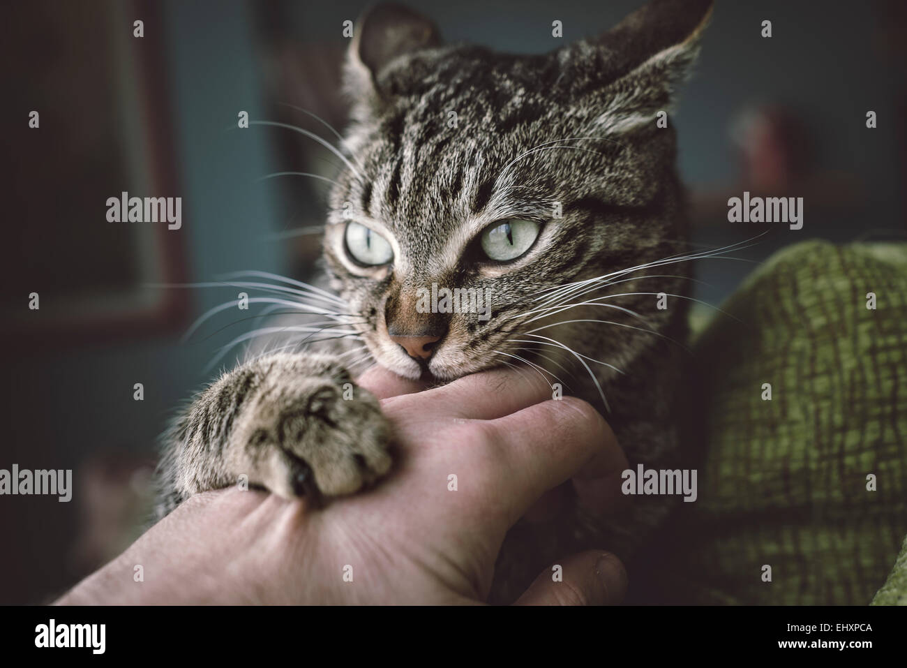 Cat scratching person hi-res stock photography and images - Alamy