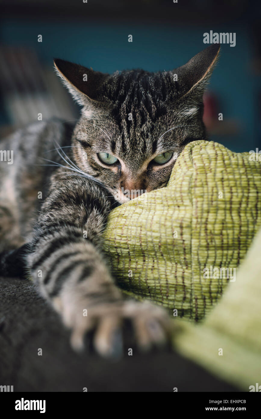 Aggressive cat with outstretched paw on a couch Stock Photo - Alamy