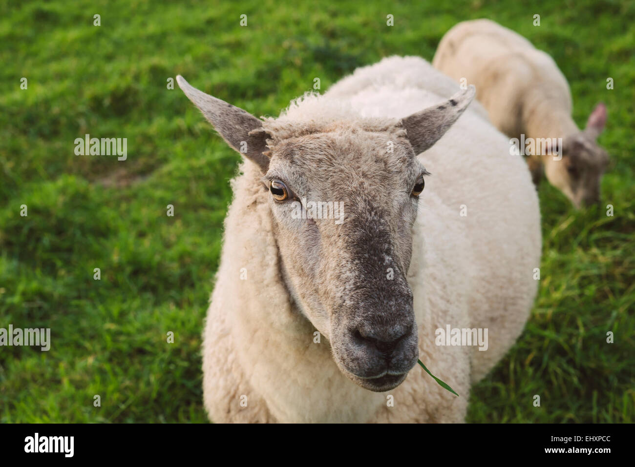 Portrait two sheep hi-res stock photography and images - Alamy