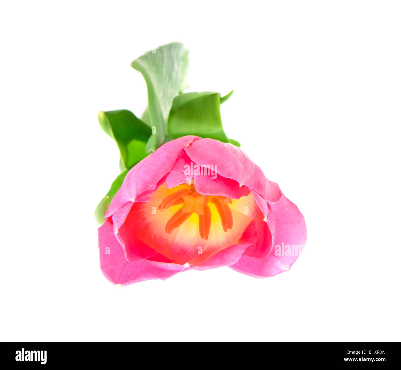 Bunch cut pink tulip Cut Out Stock Images & Pictures - Alamy