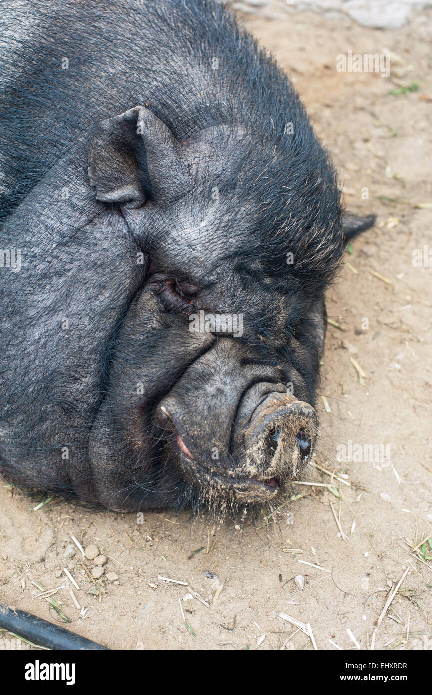 Pig bucket hi-res stock photography and images - Alamy