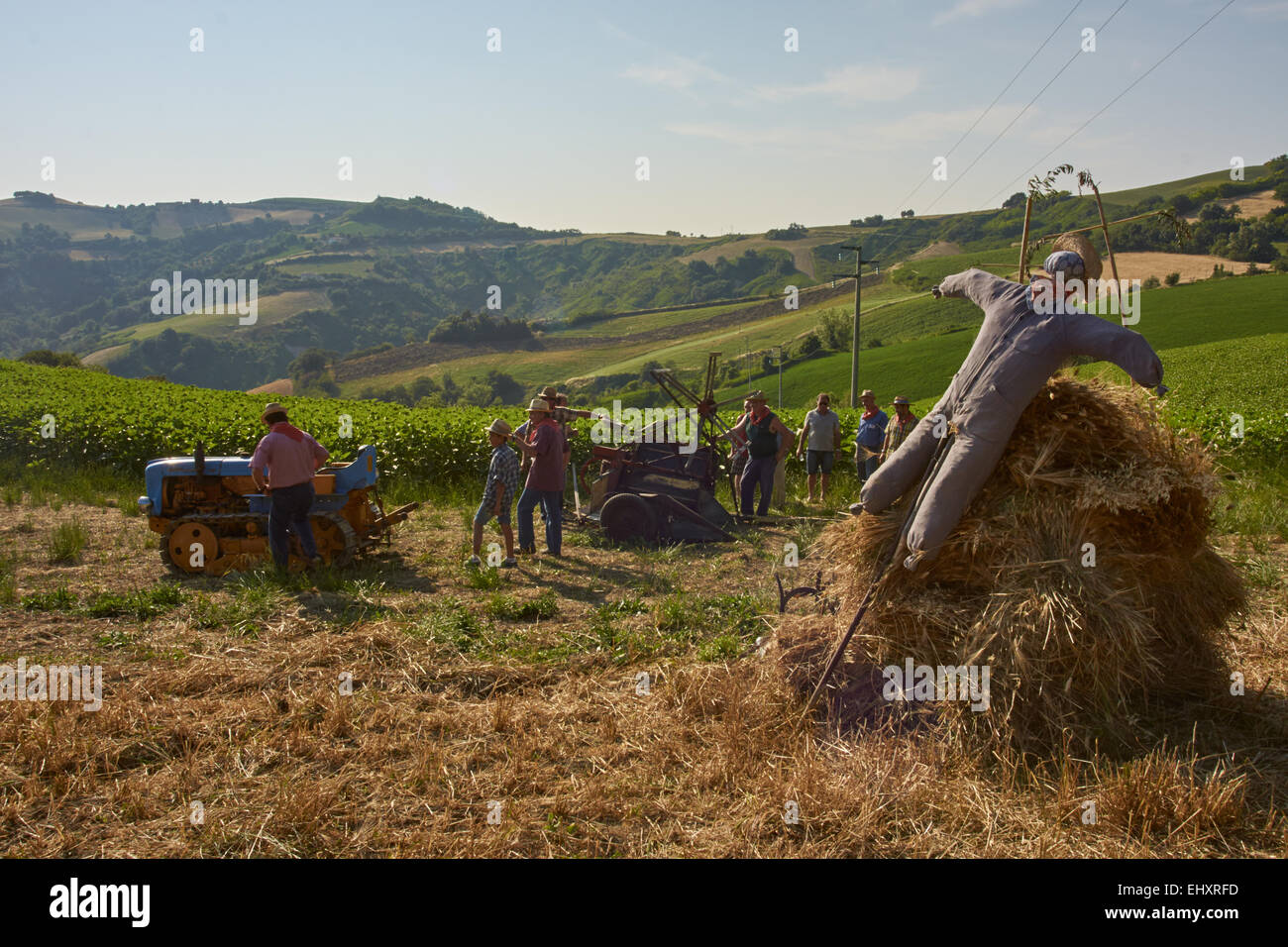 Reaping wheat crop using old fashioned 1950s hand methods and equipment ...