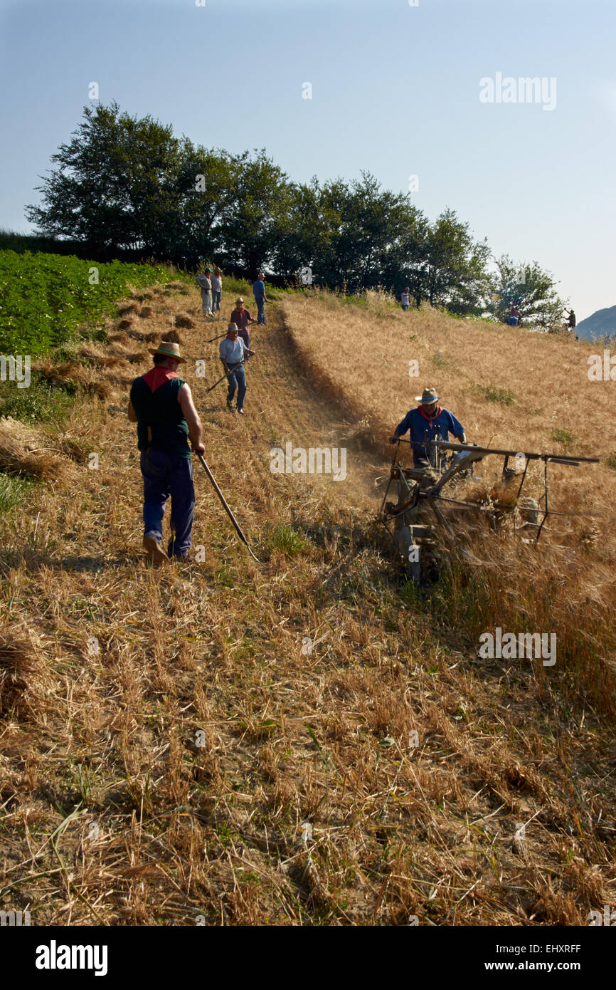 Reaping wheat crop using old fashioned 1950s hand methods and equipment ...