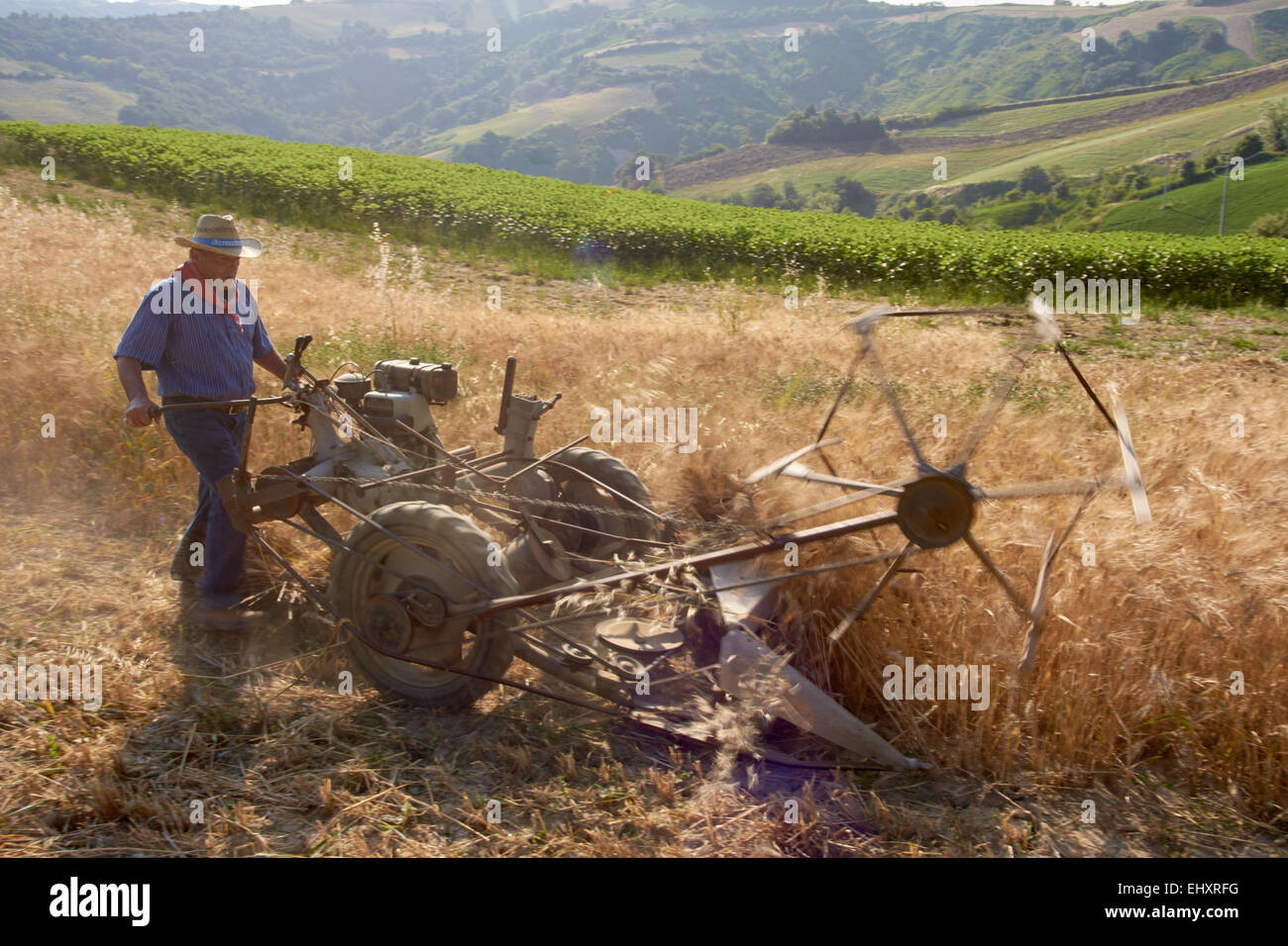 Reaping wheat crop using old fashioned 1950s hand methods and equipment ...